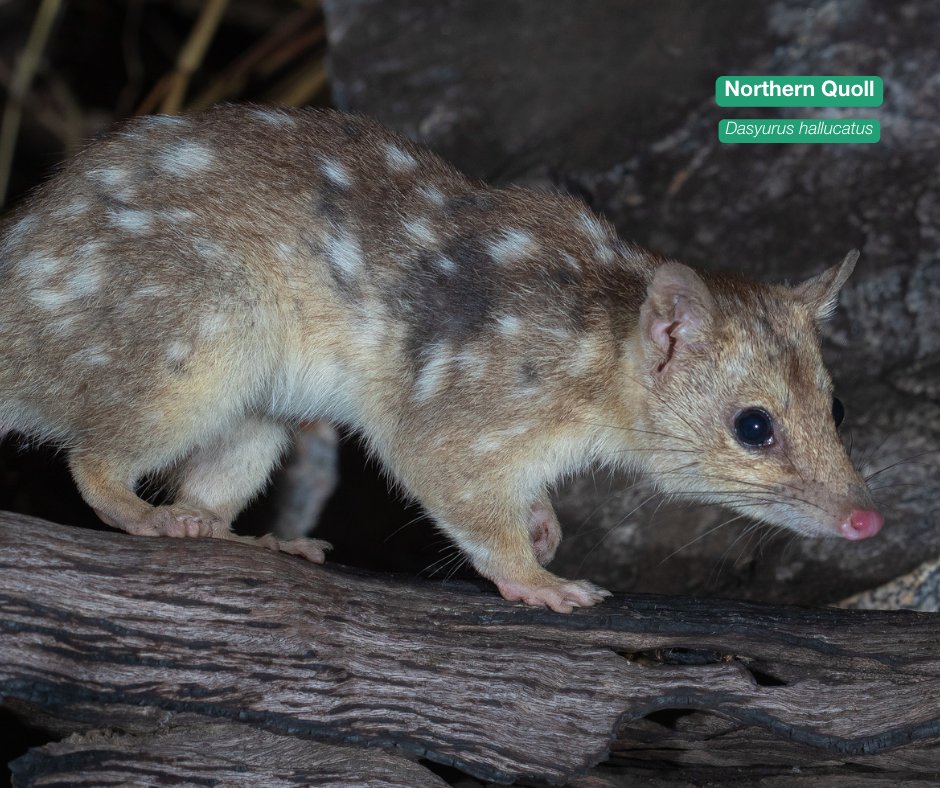 Quoll Quotes A Baby Boom For Cutest Animal Not Seen In Australia For