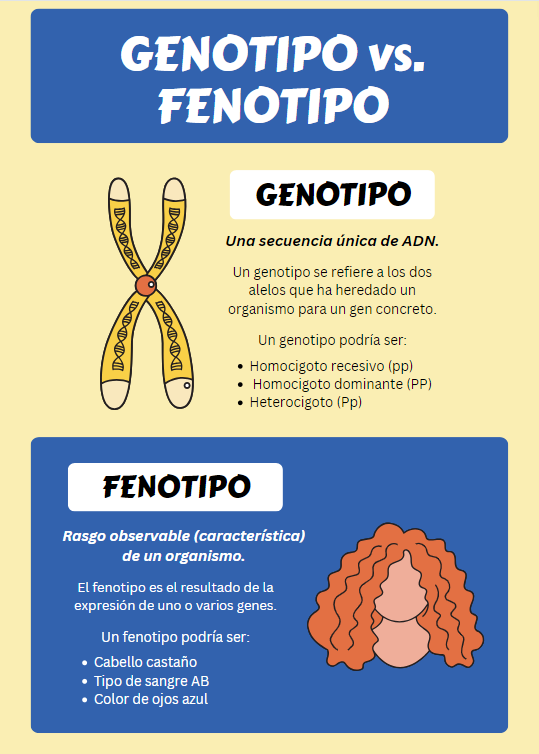Genotipo Vs Fenotipo 1227132 | Fenotipo Y Genotipo | Segundo_basico