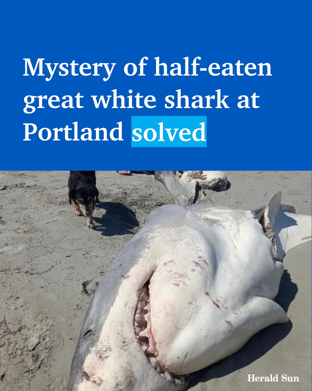 Great White Shark Bitten In Half Great White Sharks, Facts And