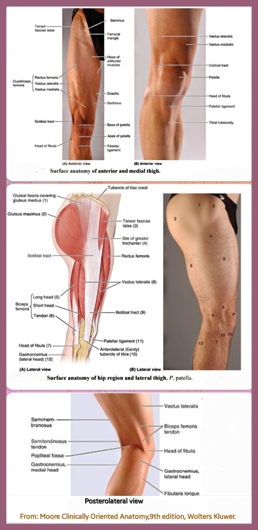 Surface Anatomy Anterior