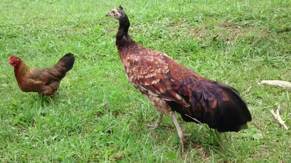 Peacock Chicken Hybrid