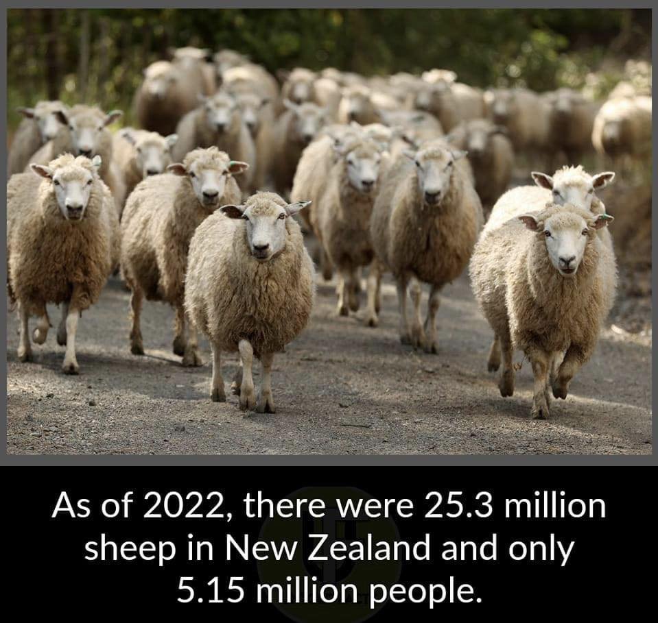Kiwi Sheep Memes A Flag That Was Submitted In 2015 For The New Zealand