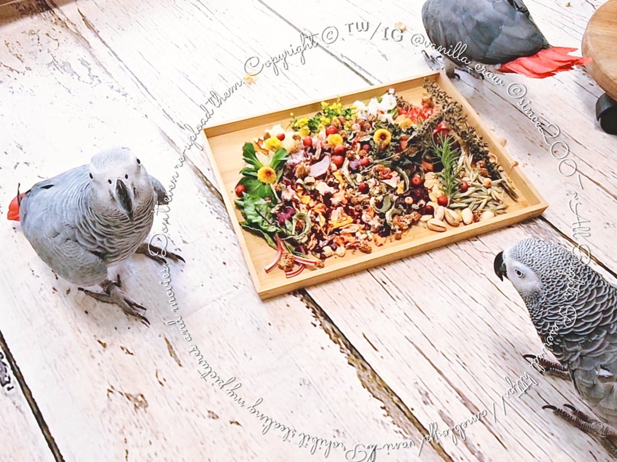 𖥧𖧧𖥣𖥧𖤣𓅂𓅫 vanilla 𓅩𖤣𖥧𖥣𖧧𖥧(@vanilla_crow) - Twilog