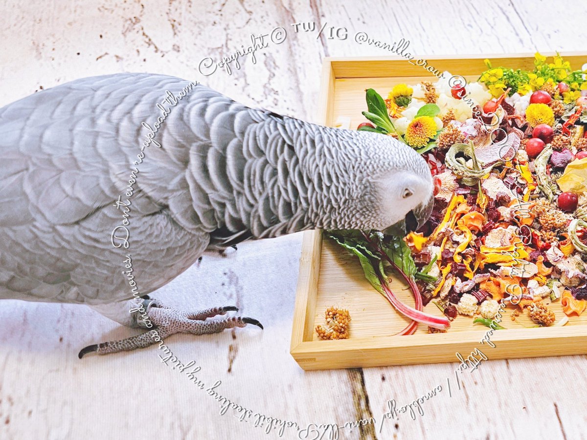 𖥧𖧧𖥣𖥧𖤣𓅂𓅫 vanilla 𓅩𖤣𖥧𖥣𖧧𖥧(@vanilla_crow) - Twilog