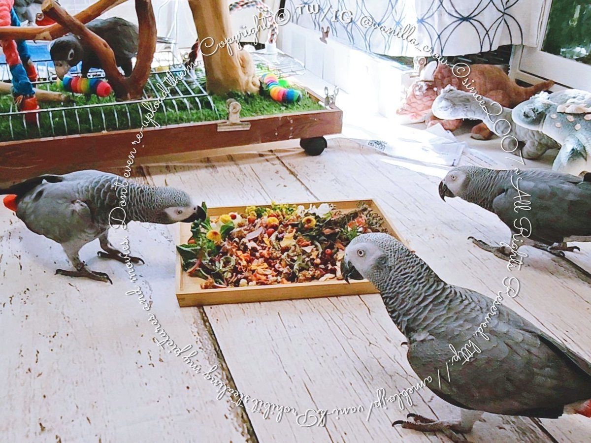 𖥧𖧧𖥣𖥧𖤣𓅂𓅫 vanilla 𓅩𖤣𖥧𖥣𖧧𖥧(@vanilla_crow) - Twilog