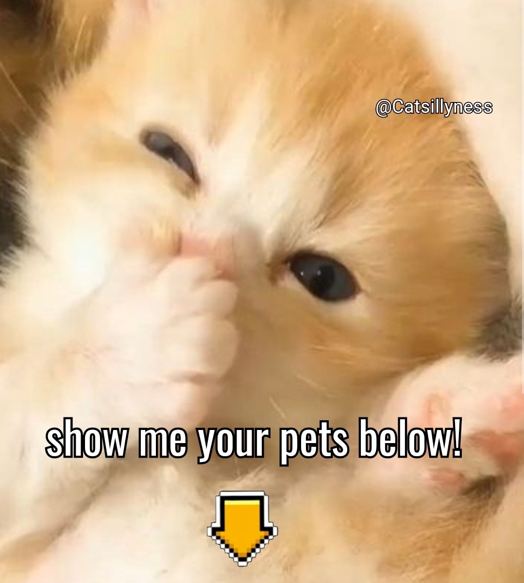 Your Welcome Cat Meme
