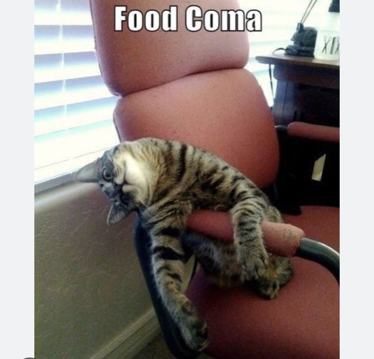 Office Food Coma Meme Food Coma GIFs | Tenor