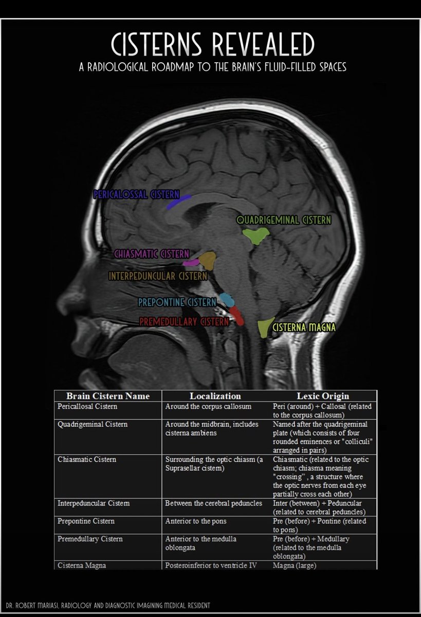 Cisterna Ambiens Structural Characterization Of SLYM A 4th Meningeal