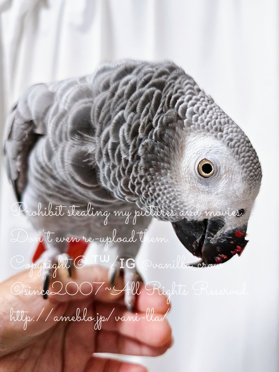 𖥧𖧧𖥣𖥧𖤣𓅂𓅫 vanilla 𓅩𖤣𖥧𖥣𖧧𖥧(@vanilla_crow) - Twilog