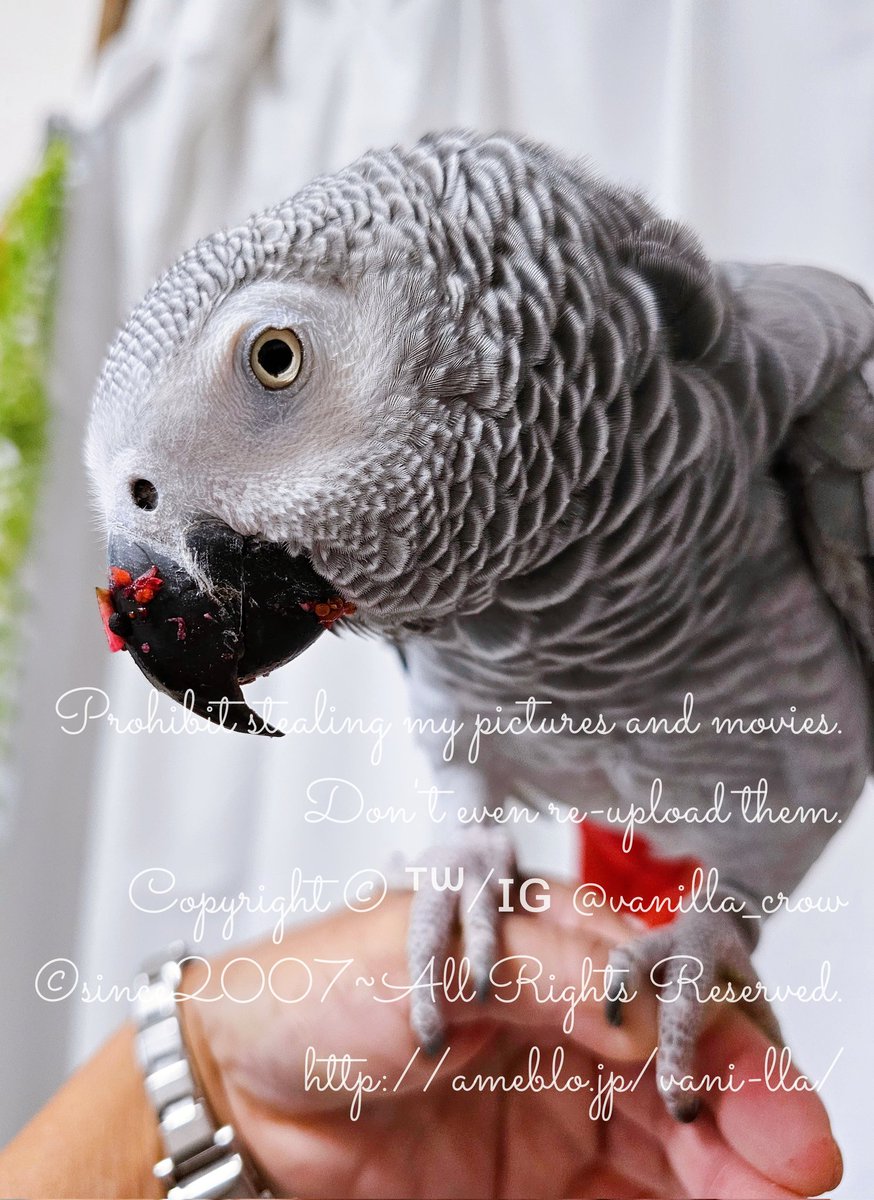 𖥧𖧧𖥣𖥧𖤣𓅂𓅫 vanilla 𓅩𖤣𖥧𖥣𖧧𖥧(@vanilla_crow) - Twilog