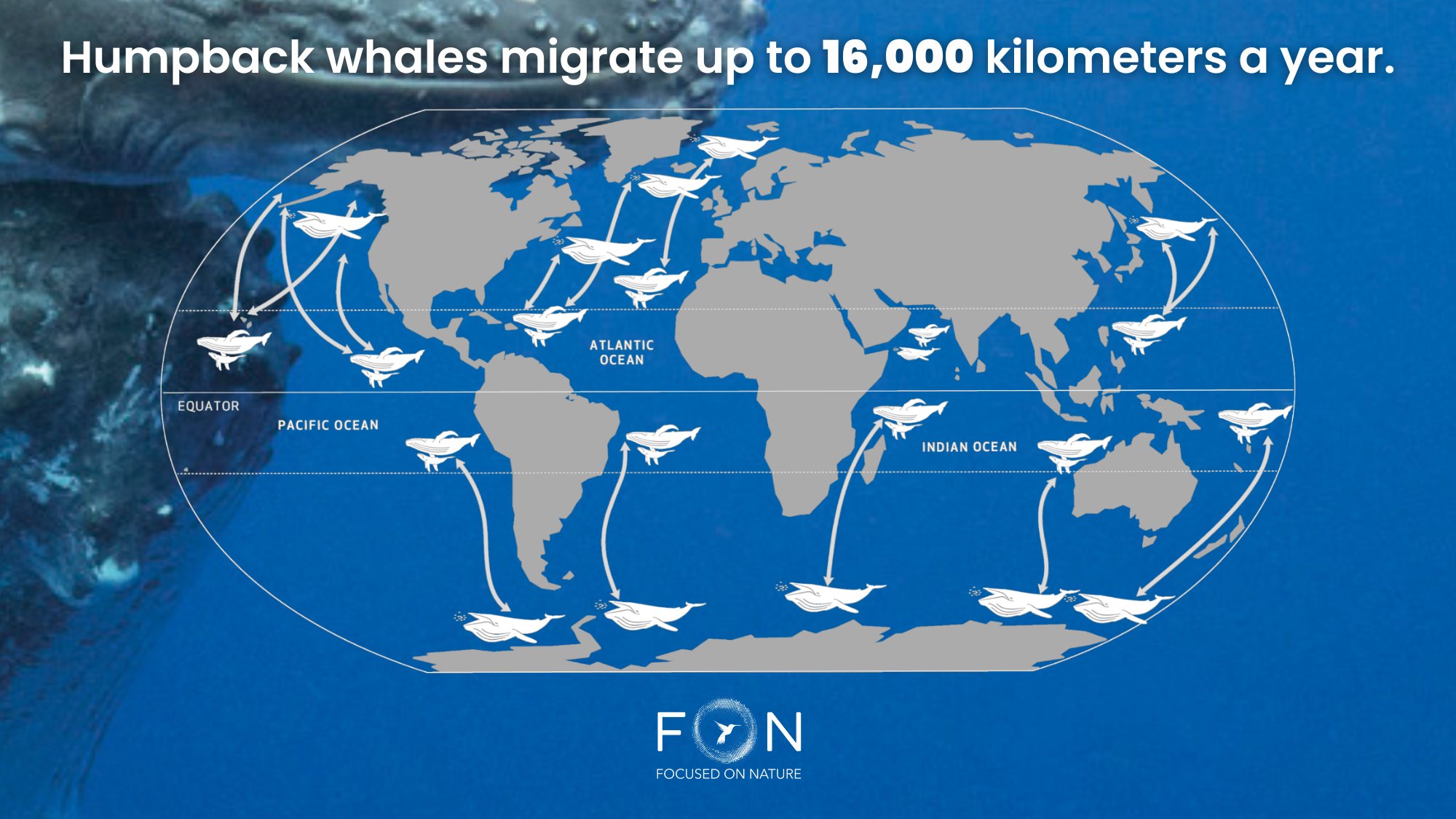 Humpback Whale Migration Route Maps Gray Whale Migration Map
