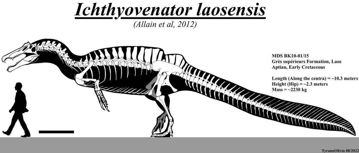 Ichthyovenator Skeleton