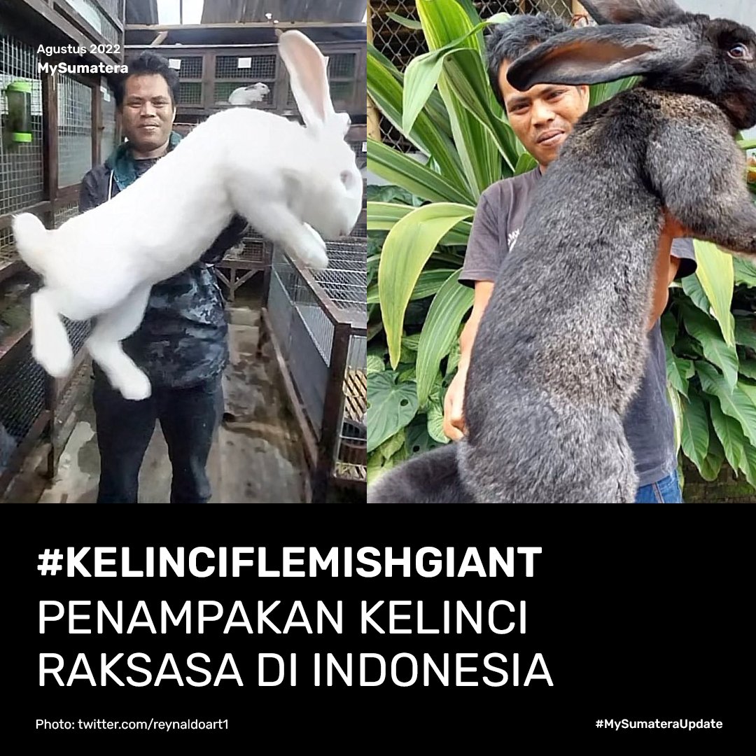Kelinci Flemish Giant