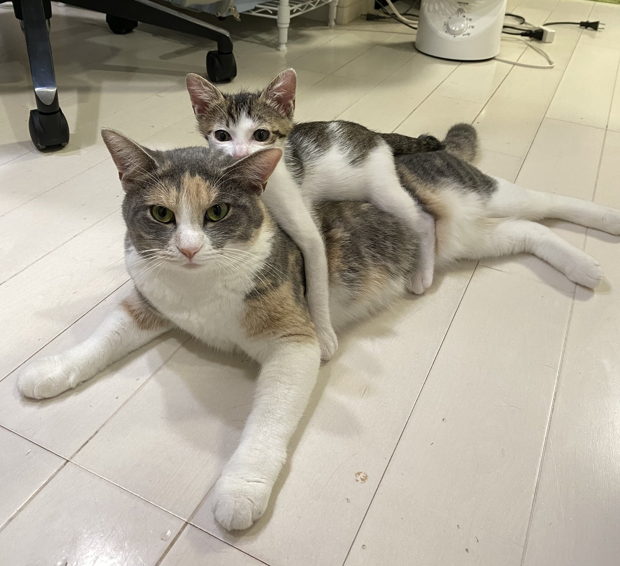 おがわじゅり on Twitter: "ボコられる5秒前 https://t.co/0Q7PQj3UYp" / Twitter