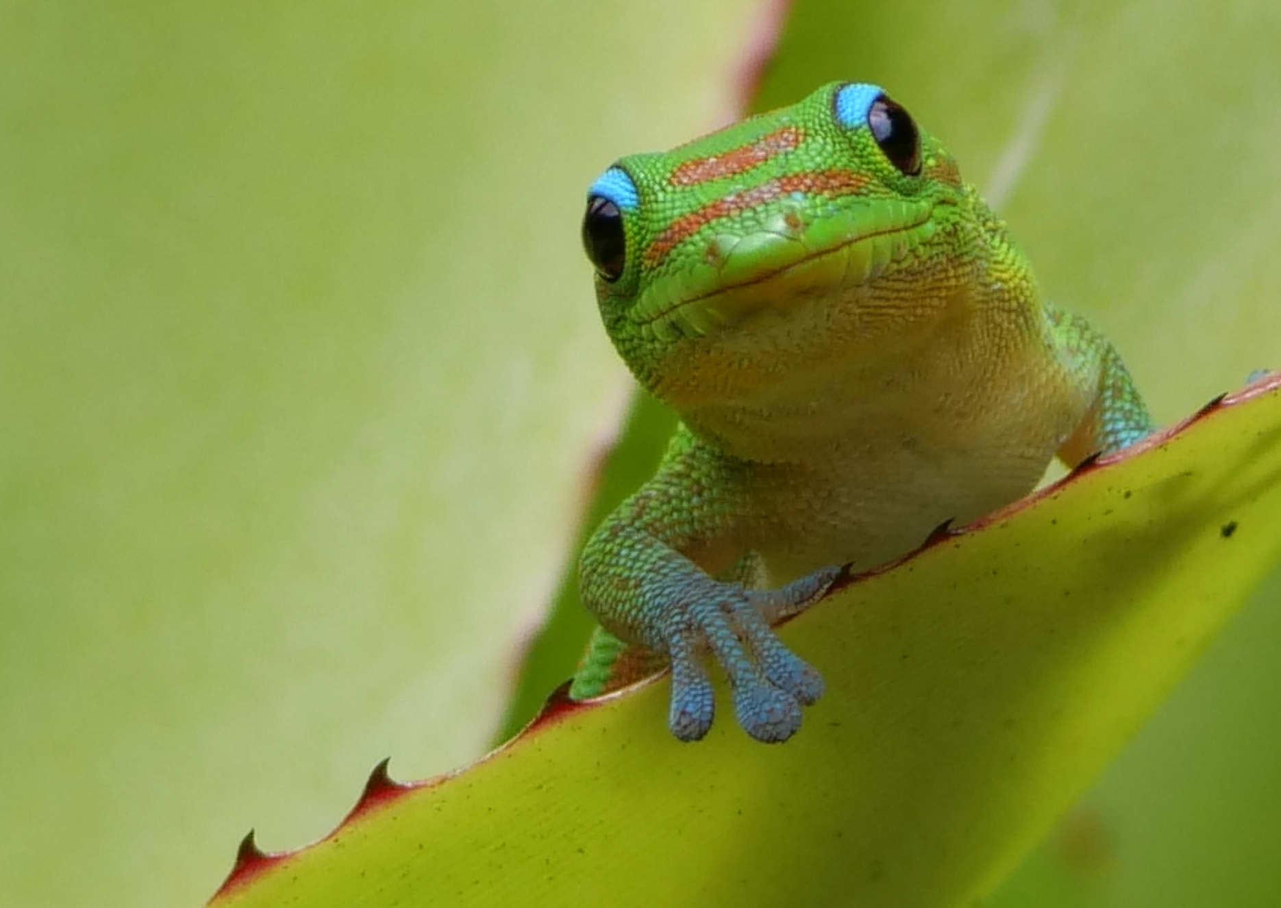 Gecko Geico Geico Gecko Hand Puppet