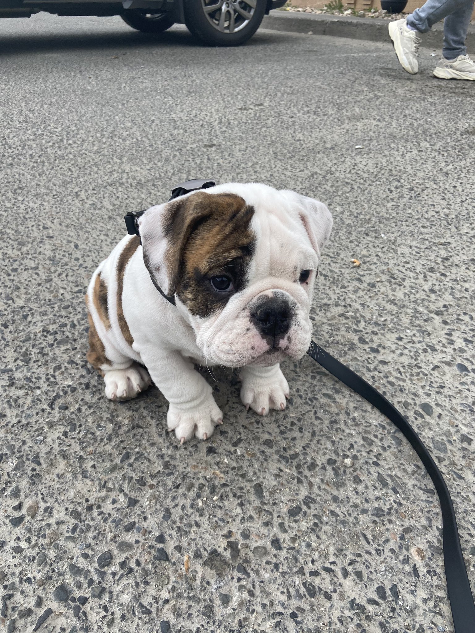 How Long Should I Walk My Bulldog Puppy