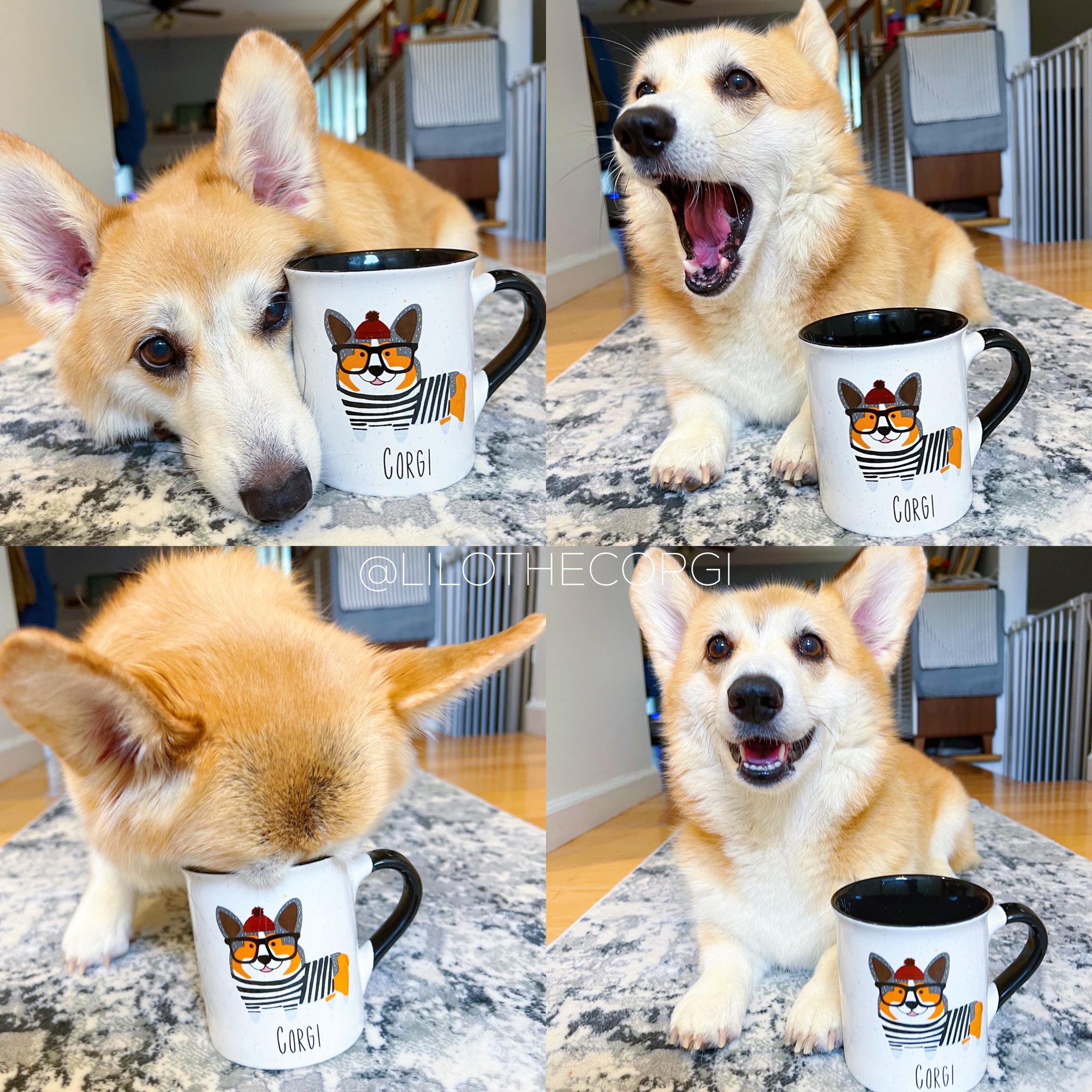 Corgi Lovers (@CorgiLovers12) / Twitter
