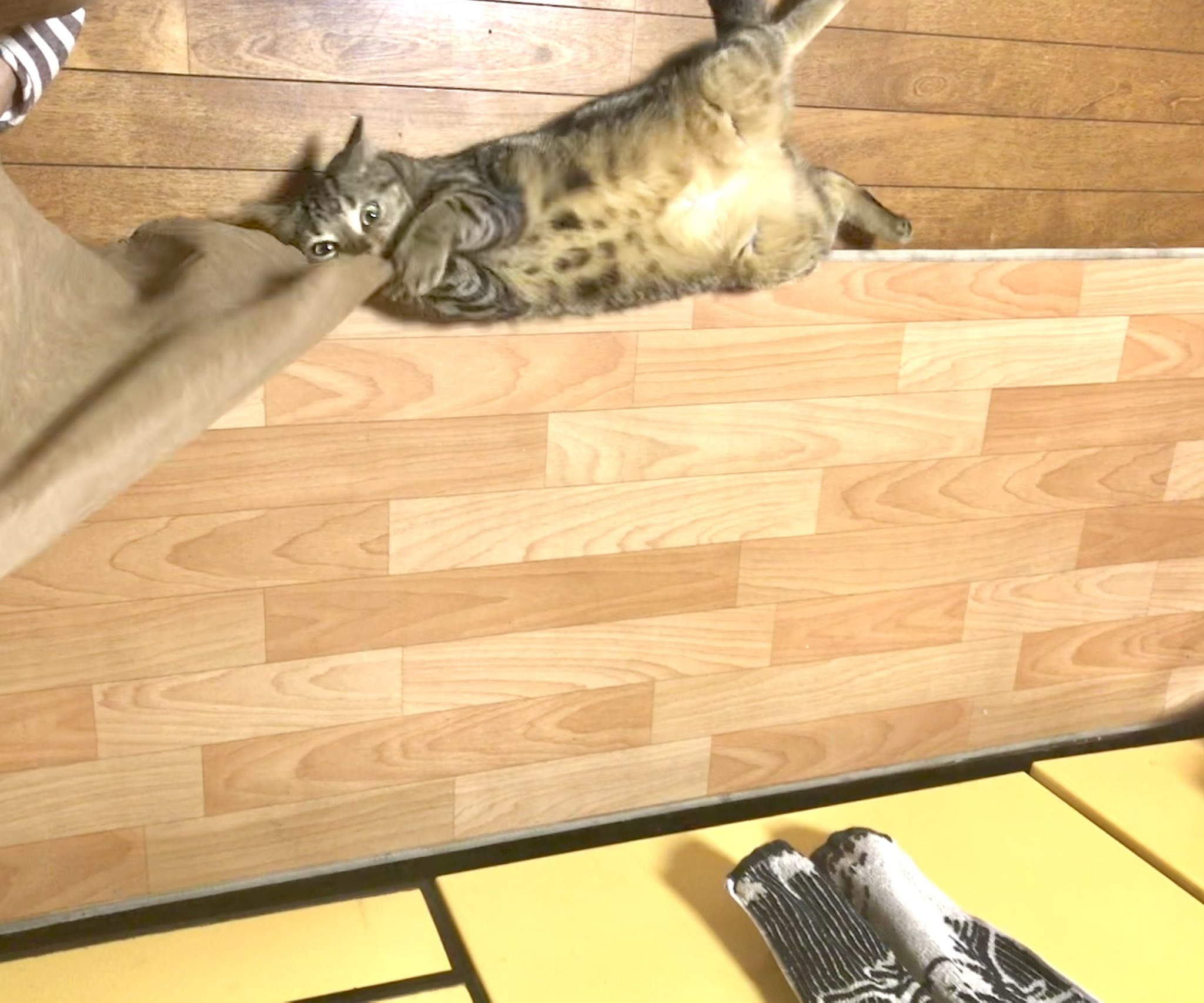 Bunta on Twitter: "🐾おはようございます(*ΦωΦ*)🐾 https://t.co/7mhSIz9XBI" / Twitter