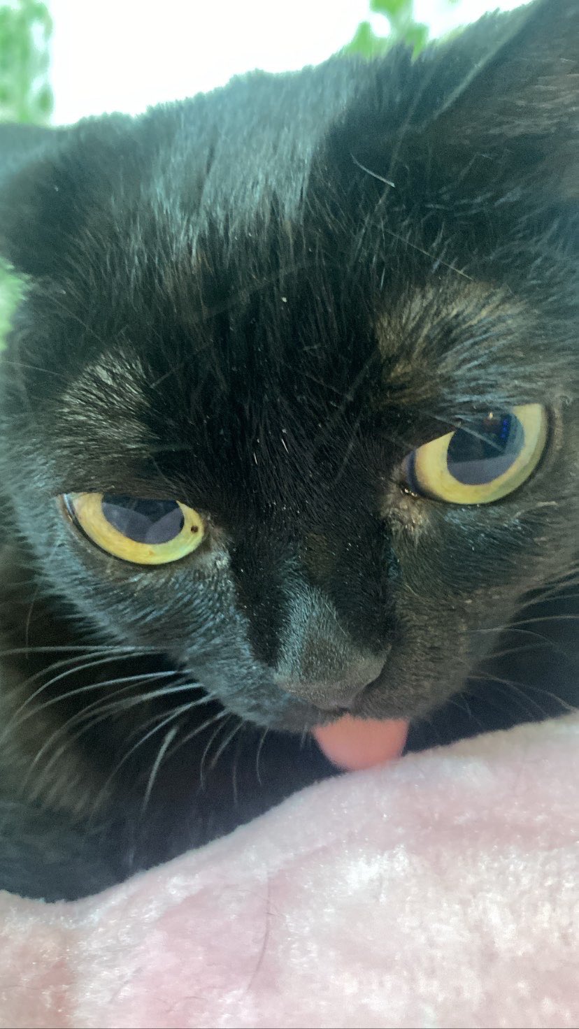 nat underscore content on Twitter: "RT @bigfootjinx: jinx go mlem https://t.co/4UWbIvvvgc" / Twitter