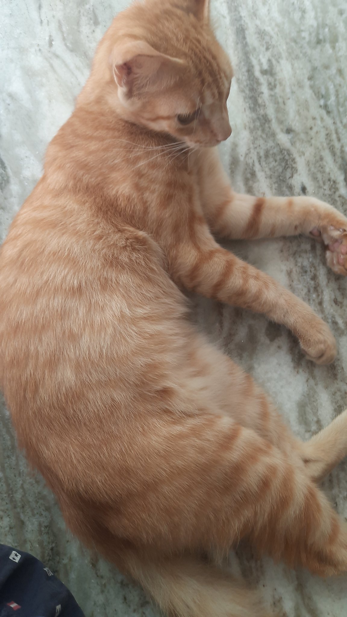 Amal on Twitter: "gm from kitty too🌸 https://t.co/Pvy8EbzPS5" / Twitter