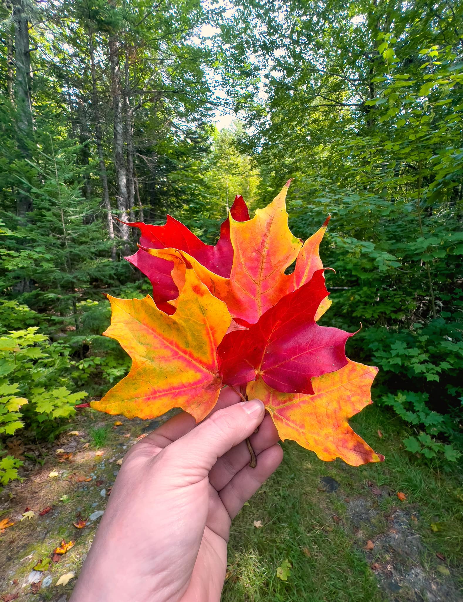 C☀️lleen Hurley on Twitter: "O hello.... Laura Casey in New Portland with the early fall colors ...