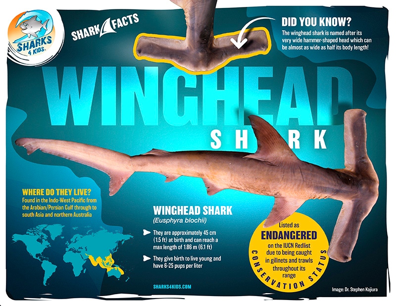Winghead Shark