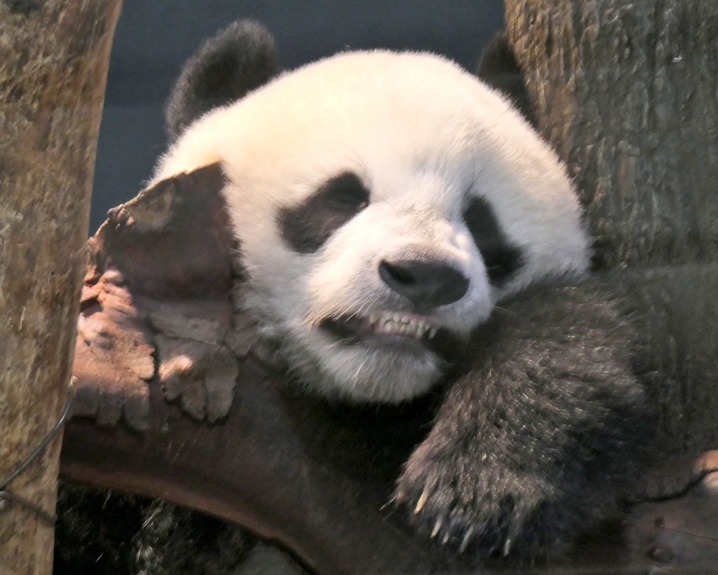 中川美帆 Miho Nakagawa on Twitter: "寝ているシャオシャオを10枚ほど撮影したら、1枚だけ歯が写っていました（肉眼では見えず）🐼 2022.8.24撮影 https ...