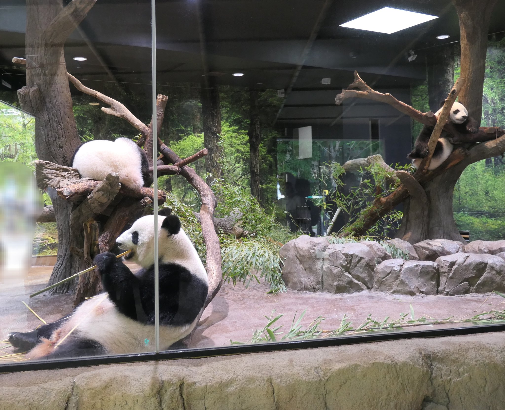 中川美帆 Miho Nakagawa on Twitter: "寝ているシャオシャオを10枚ほど撮影したら、1枚だけ歯が写っていました（肉眼では見えず）🐼 2022.8.24撮影 https ...