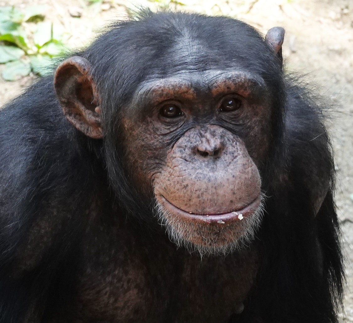 Chimpanzee Smiling
