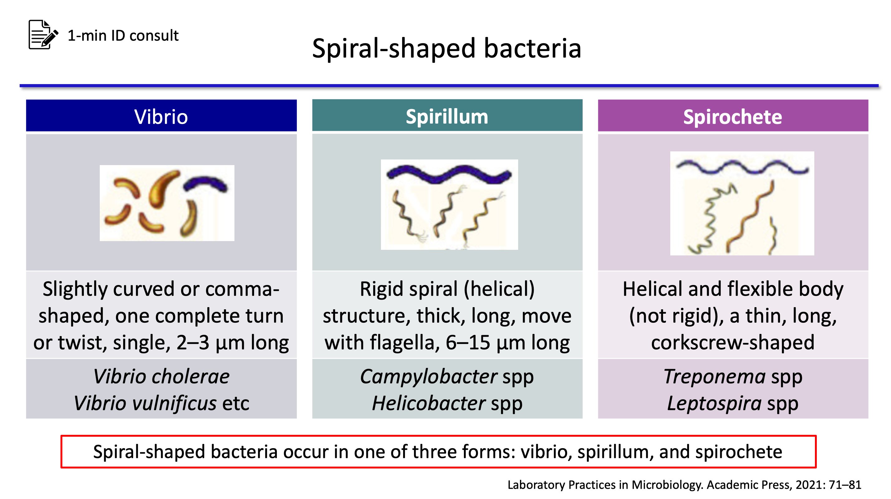 Spiral Shaped Bacteria