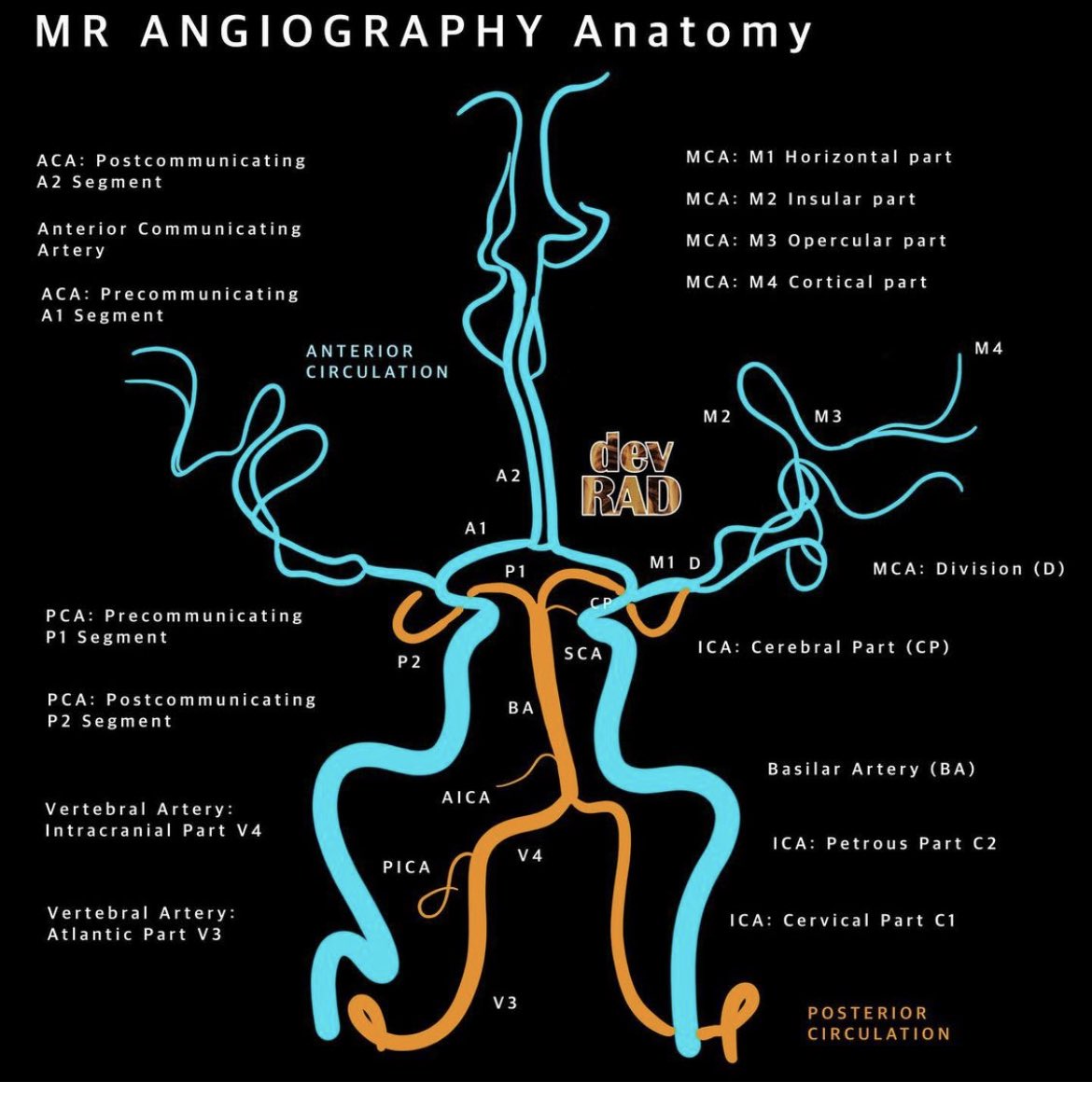 Mra Brain Anatomy 24 Magnetic Resonance Angiography Stock Photos,