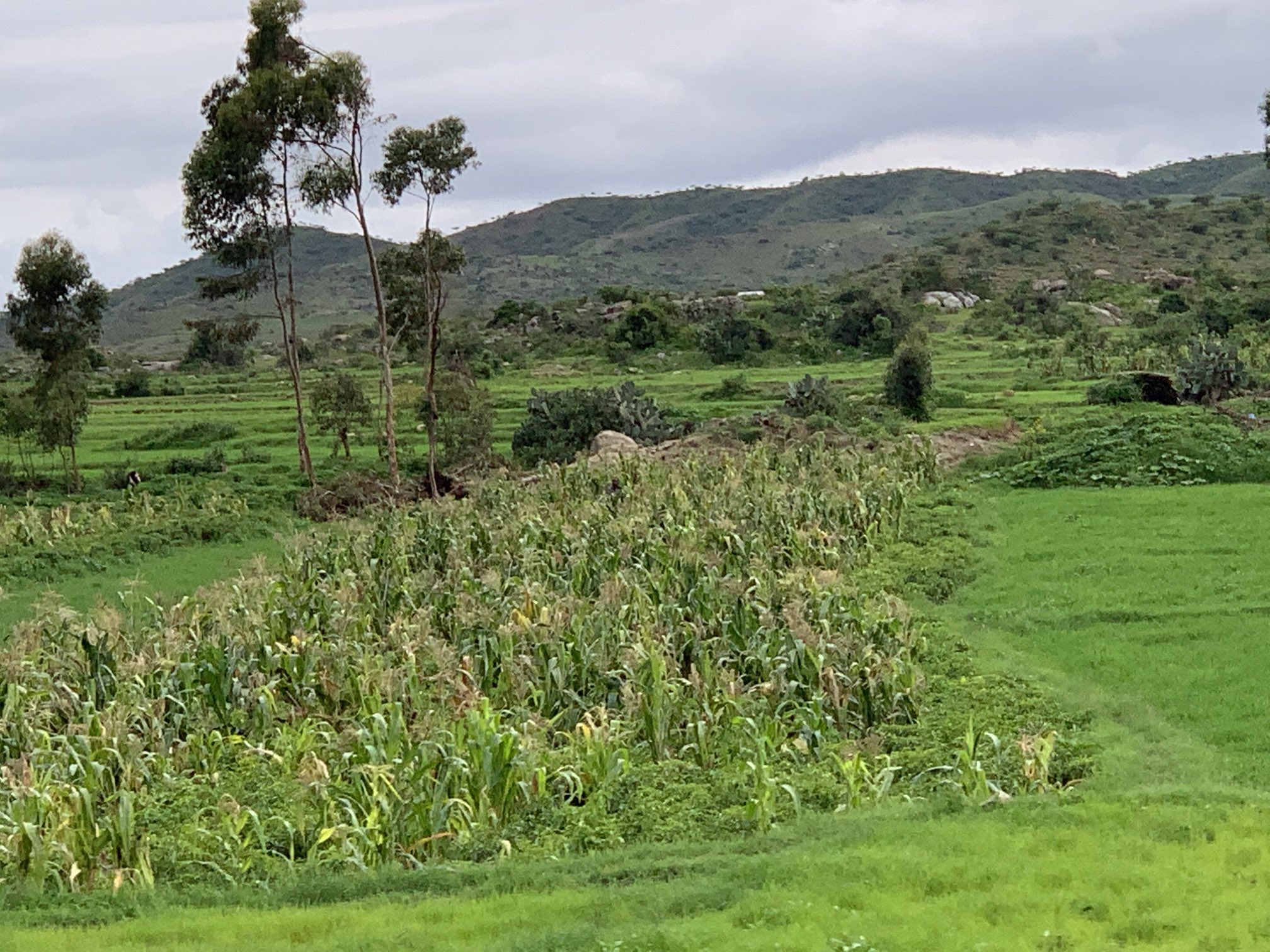 Prof. Ghideon Abbay, in Eritrea (interview & all). - Mereja.Forum