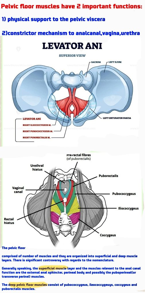 Pubococcygeus Muscle