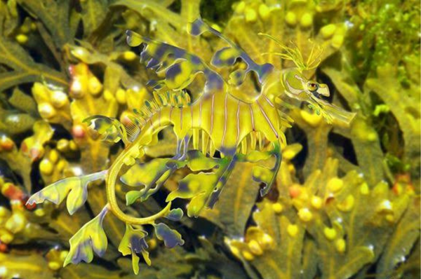 Leafy Sea Dragon Habitat