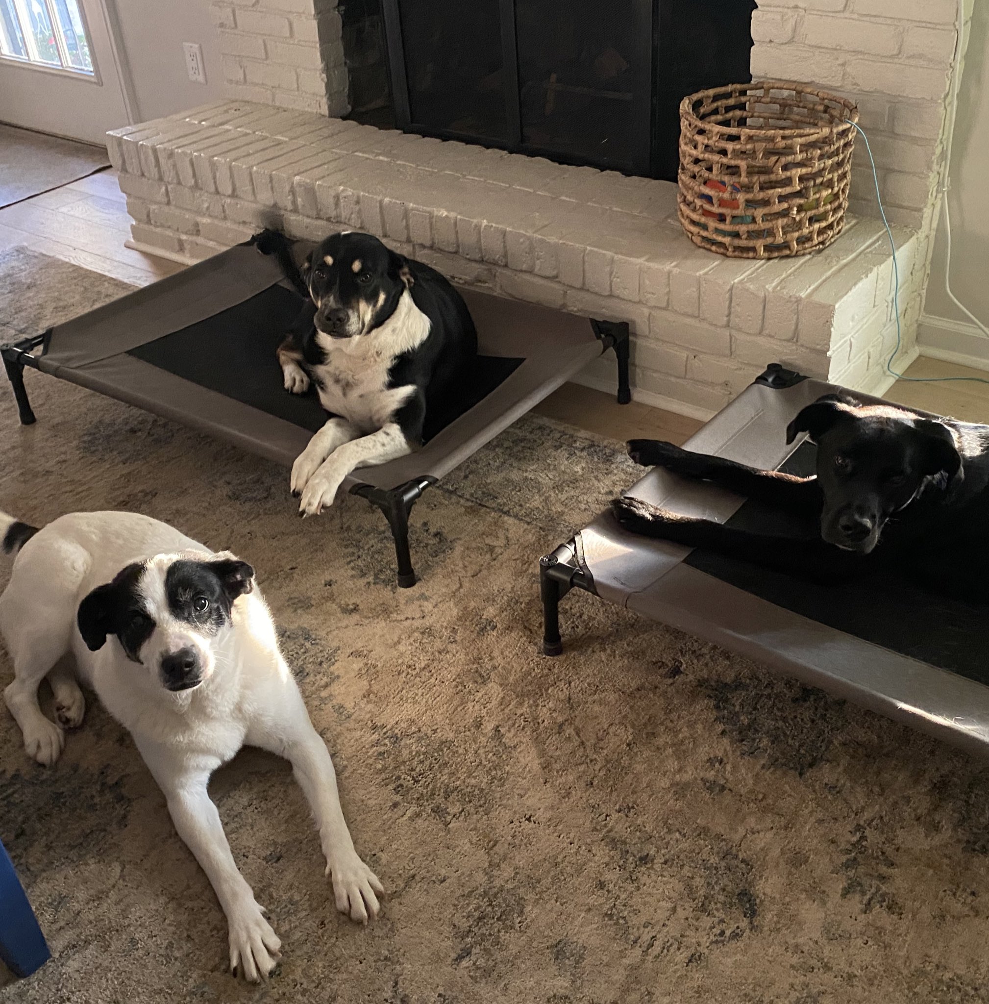 Dr. Arial Shogren on Twitter: "@ciesla_lukasz Happy weekend! The dogs are helping me fend off ...