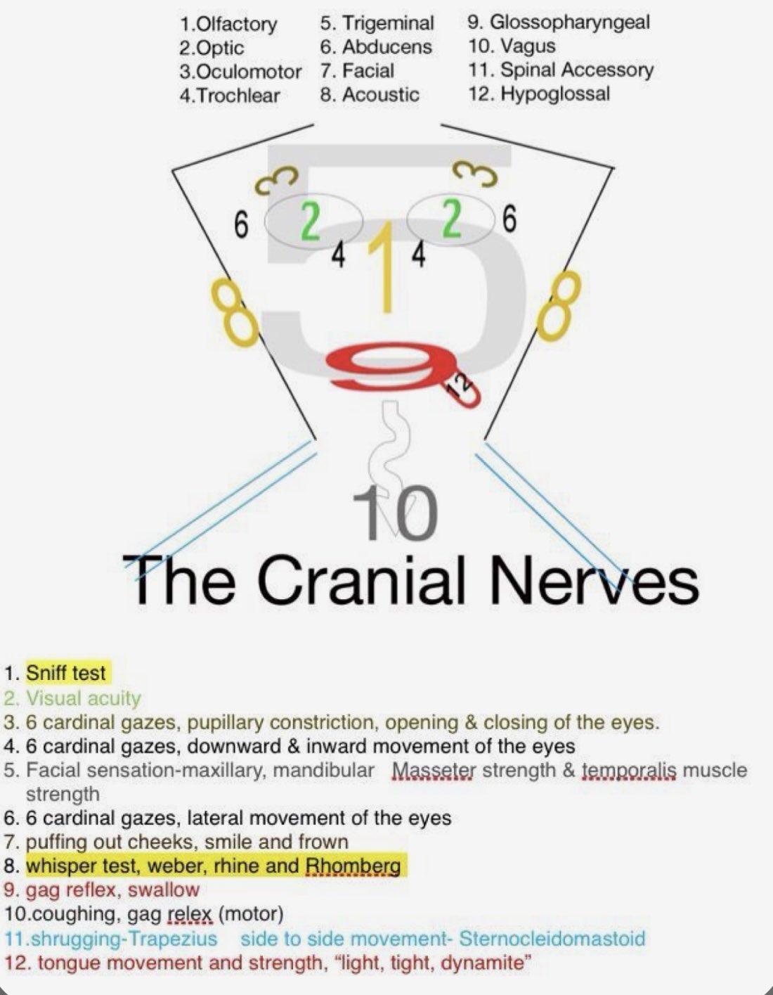 oren-gottfried-md-on-twitter-a-great-way-to-learn-your-cranial