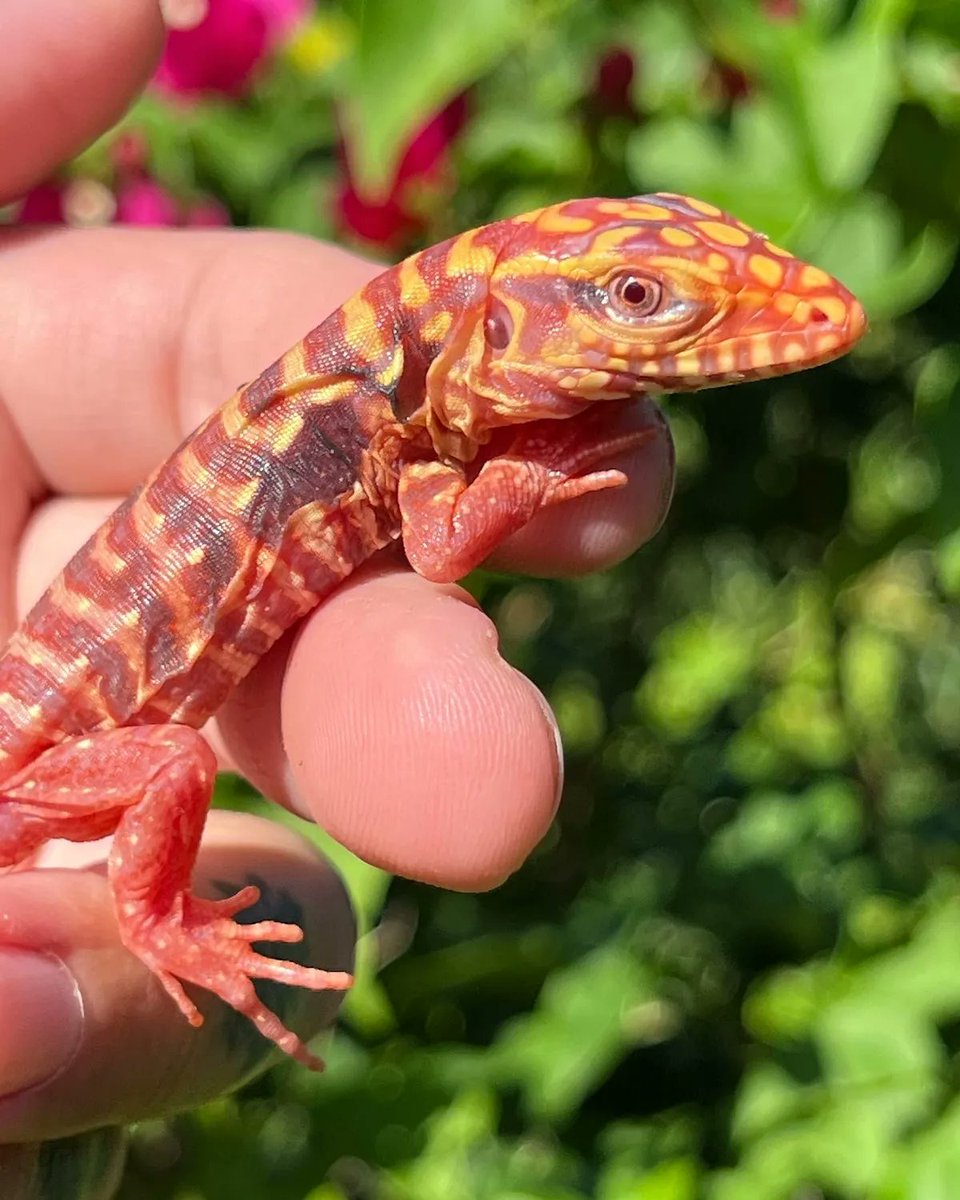 MorphMarket on Twitter: "Ruby Red Line Albino - Possible Double Het Tegu by Tropical Reptiles ...