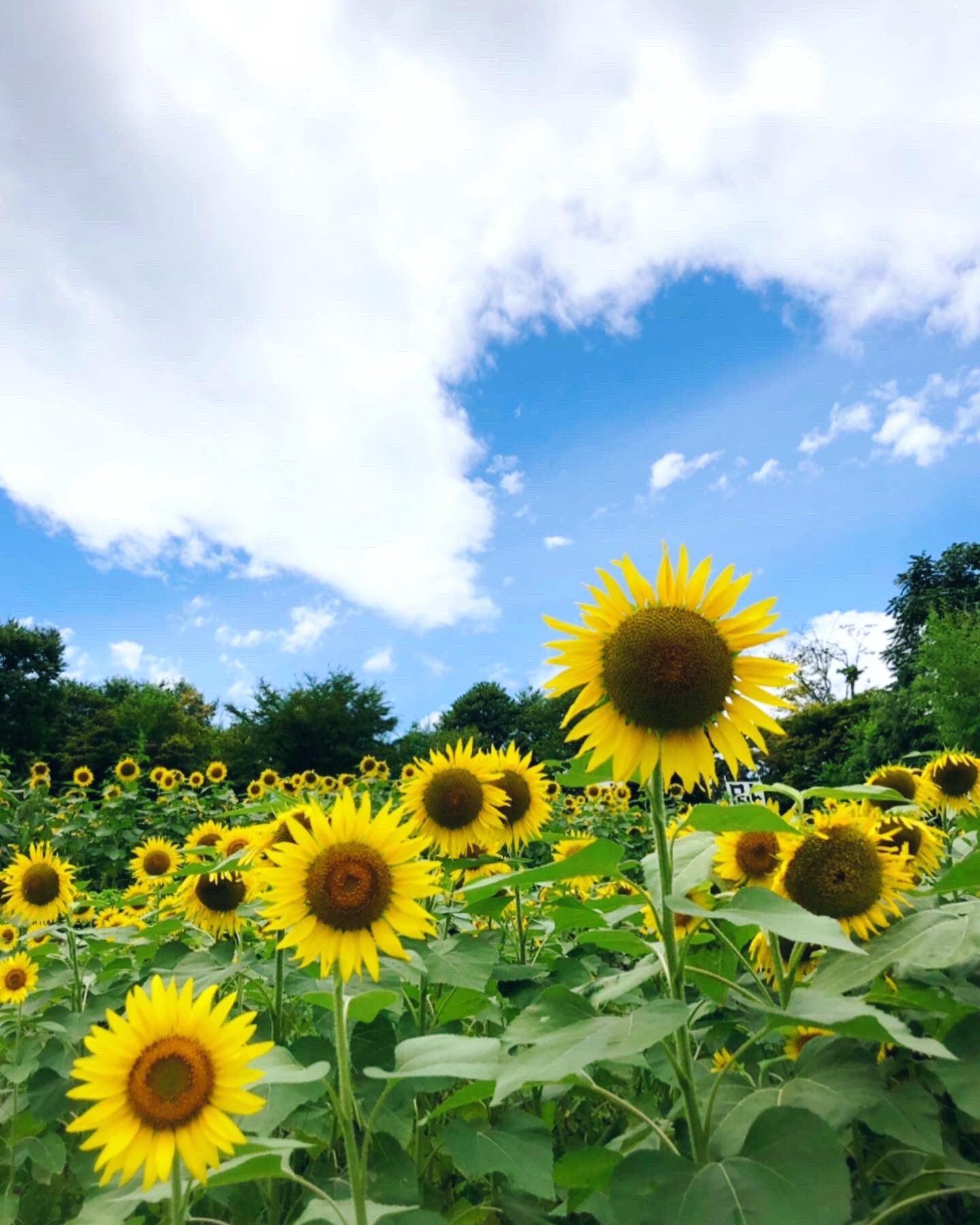 もりとう ゆき (@morico_1122) / Twitter