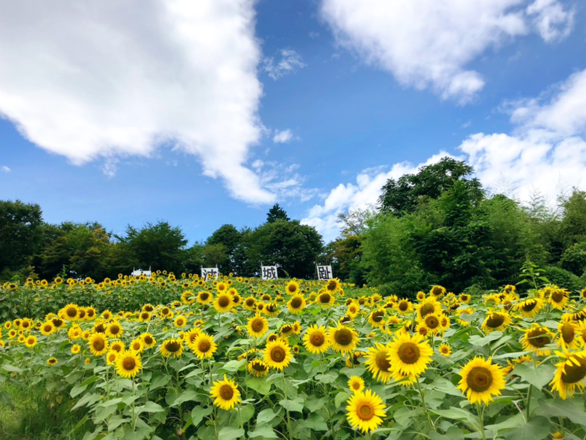 もりとう ゆき (@morico_1122) / Twitter