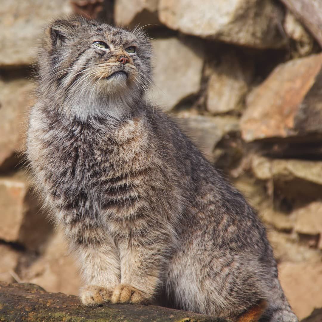 Daily Manul on Twitter: "https://t.co/aYzw33ACDw" / Twitter