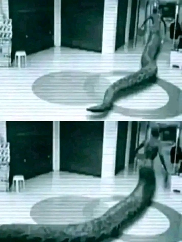 Half Human Half Snake Robinson Mall