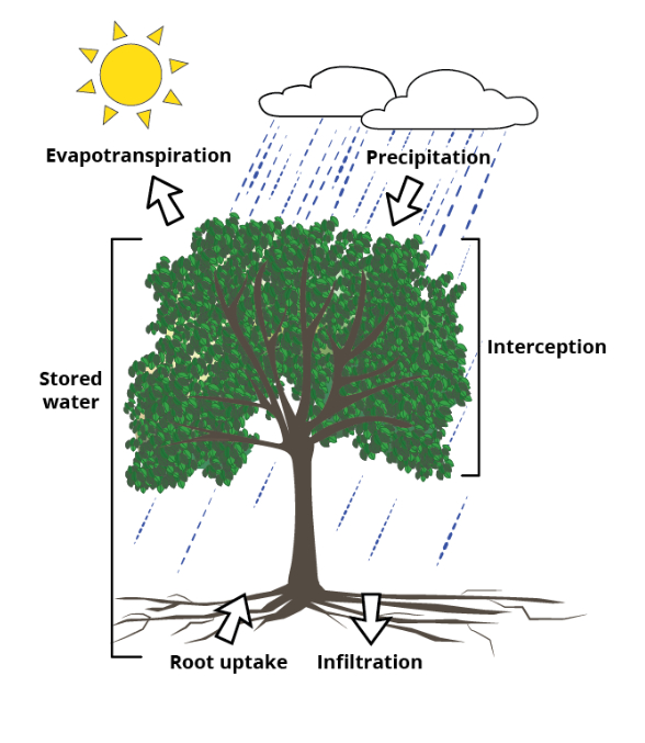 Trees transform cities. Here are 8 reasons we need more of them ...