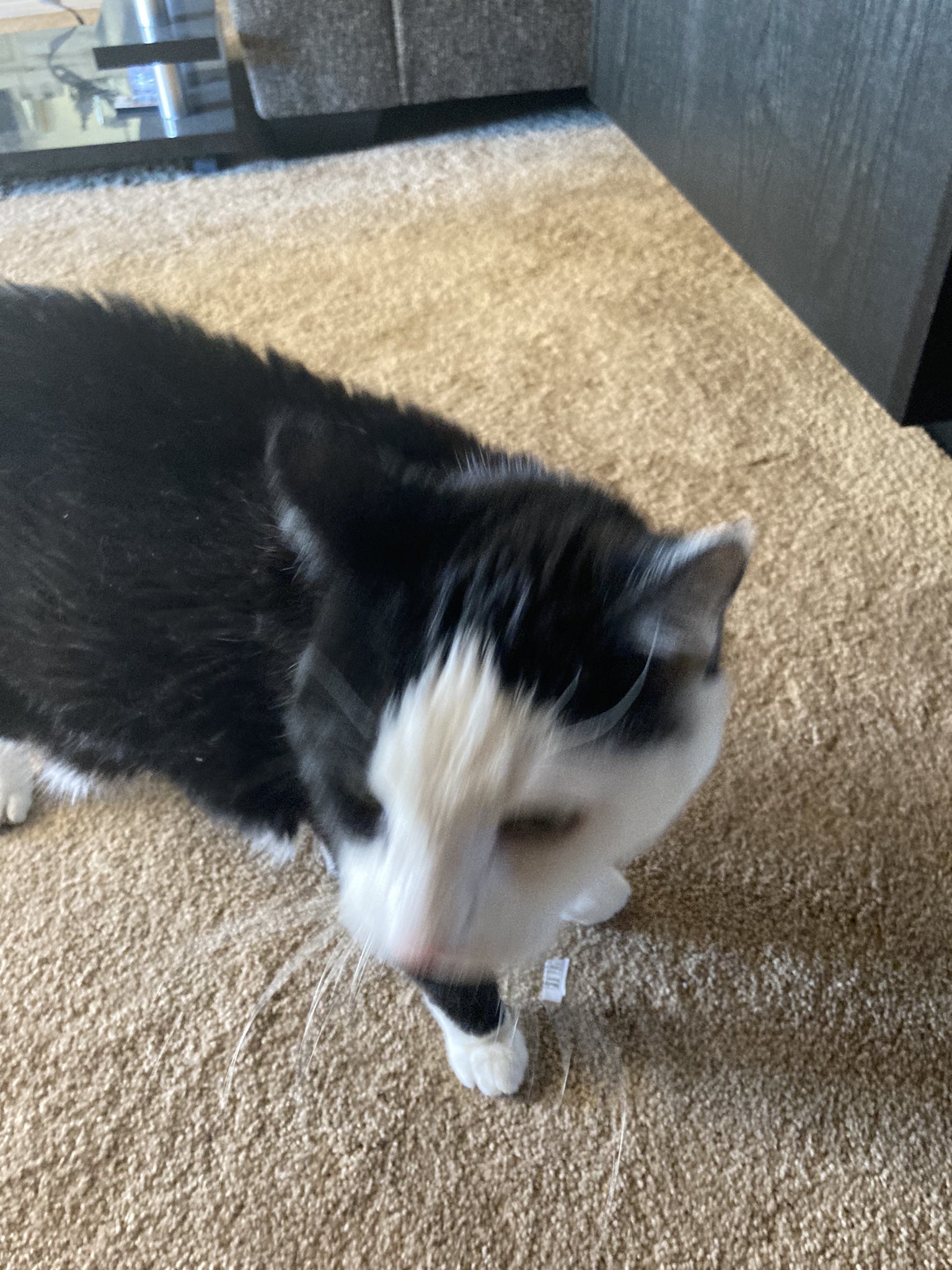 TW Pornstars - 1 pic. Europe DiChan. Twitter. Relaxing with my little ...