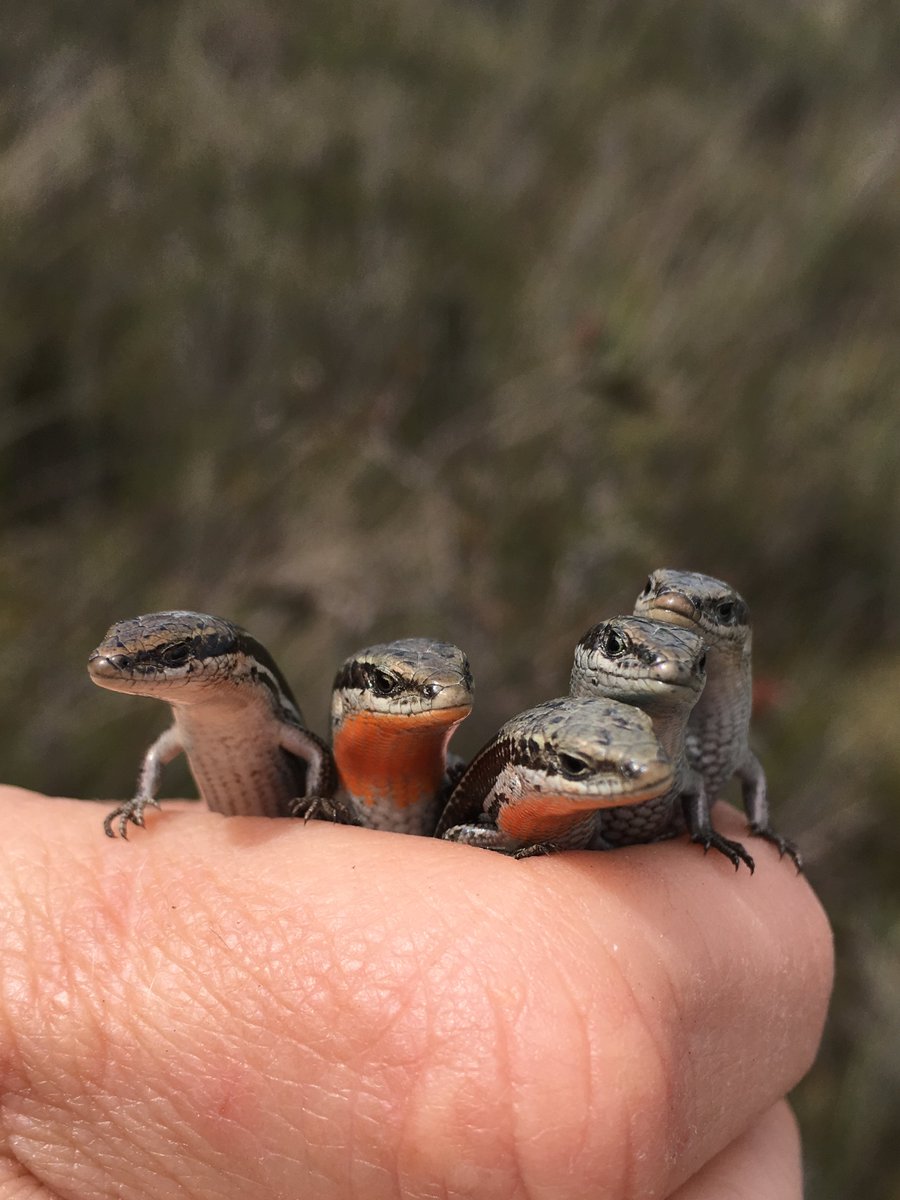 Worlds Smallest Lizard