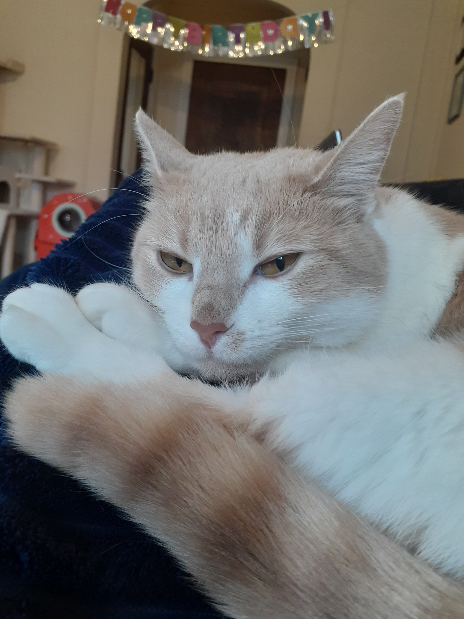 Juniper 🐈 (@Juniperbugjones) / Twitter Juniper 🐈 (@Juniperbugjones) / Twitter