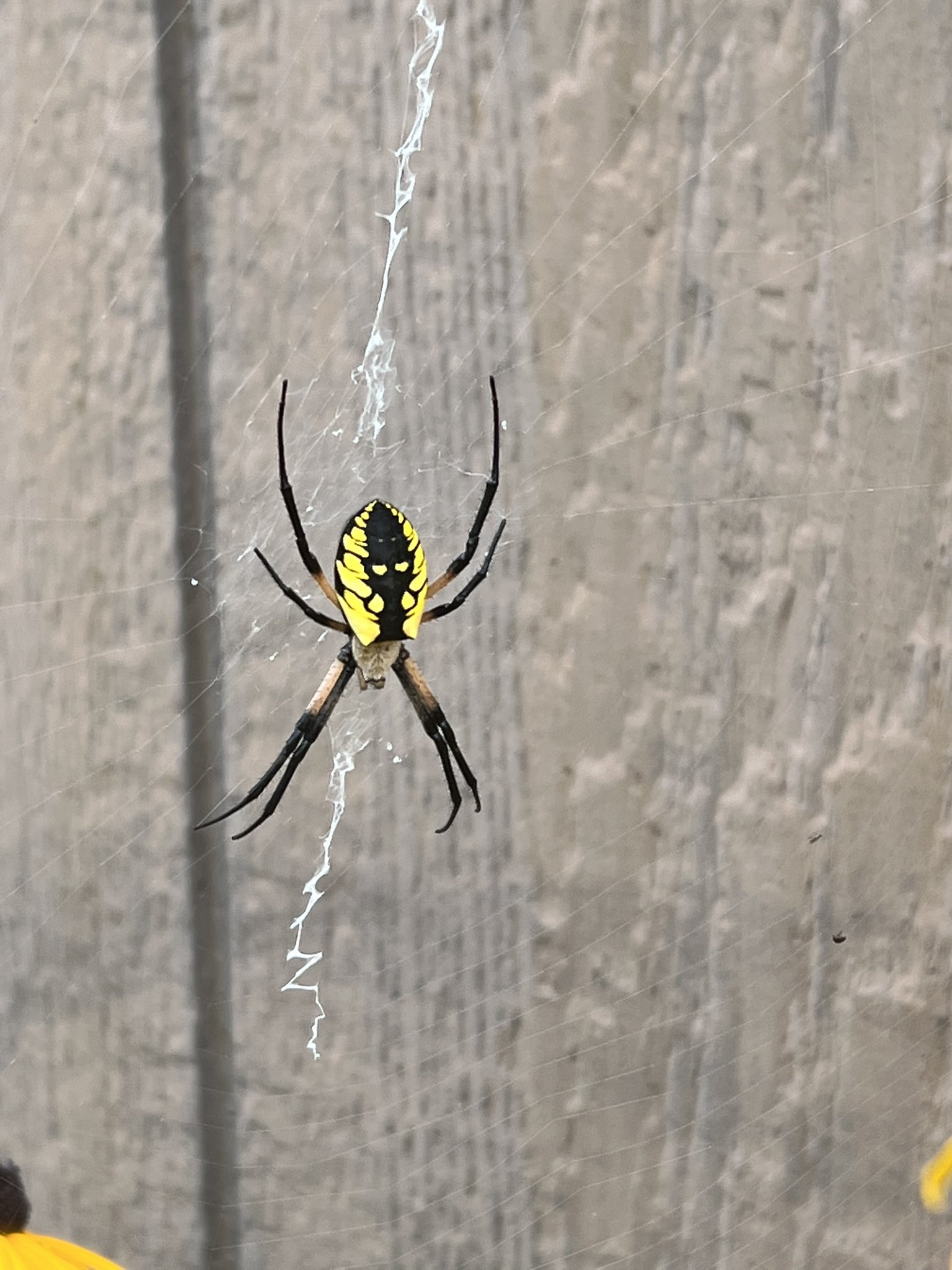 JoLeen (@3rd_Dotter) / Twitter