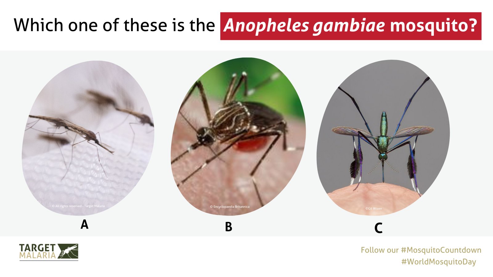 Anopheles Malaria