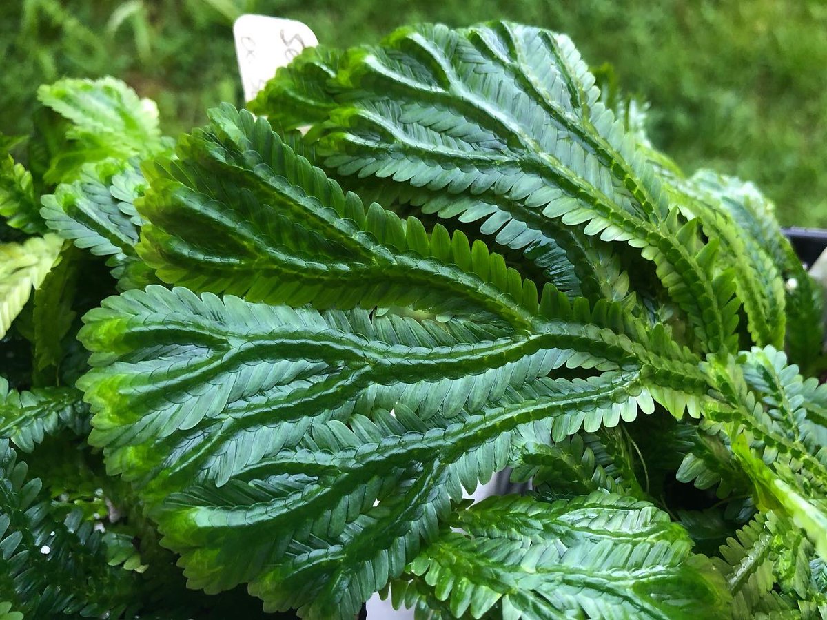 Selaginella Stem