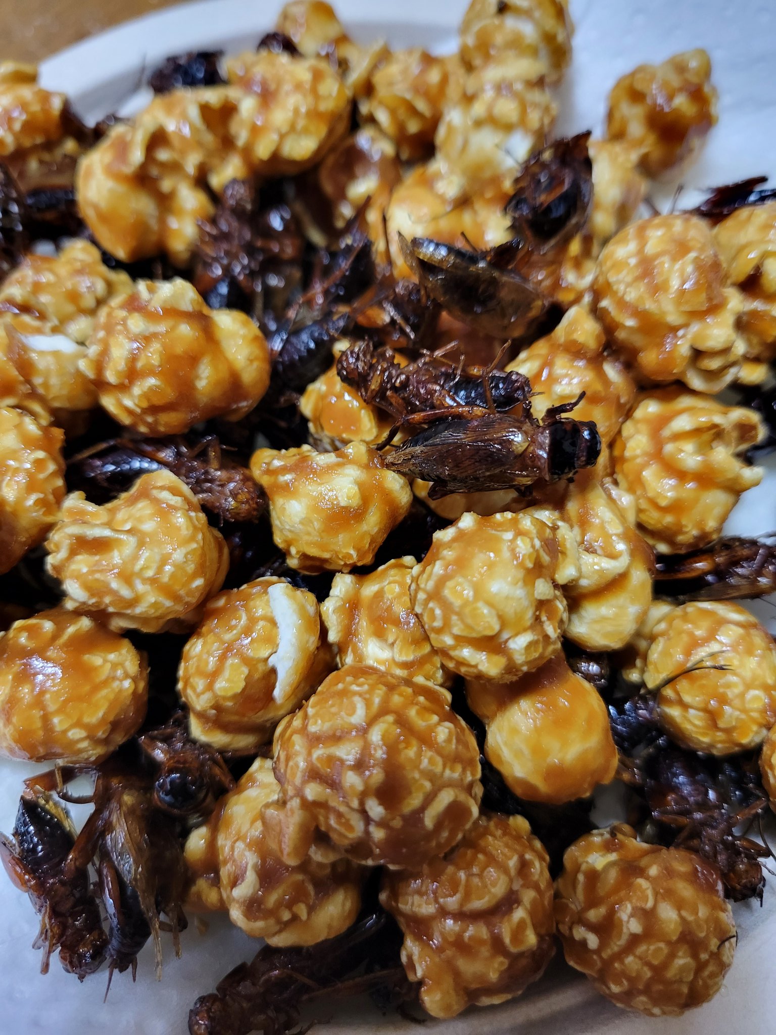 ROGI FOODS on Twitter: "キャラメルポップコーンとコオロギの組み合わせが美味 やめられな～い🎵のメロディーが出てきちゃう感じ #昆虫食 #昆虫食好きと繋がりたい ...