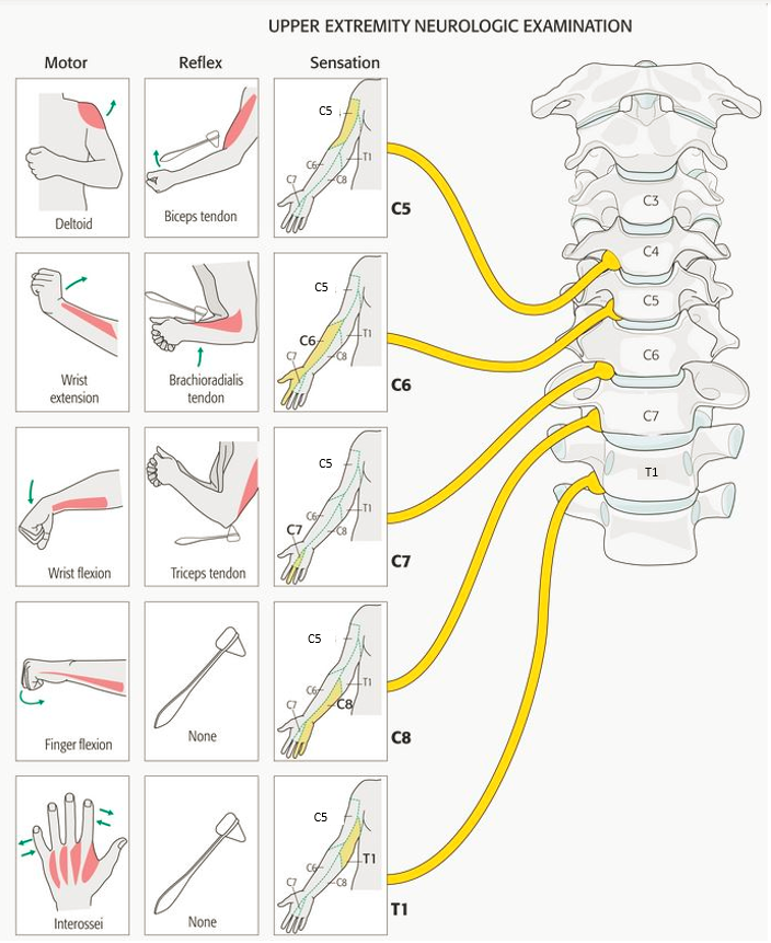 Physio Meets Science @PhysioMeScience profile | Muskviewer